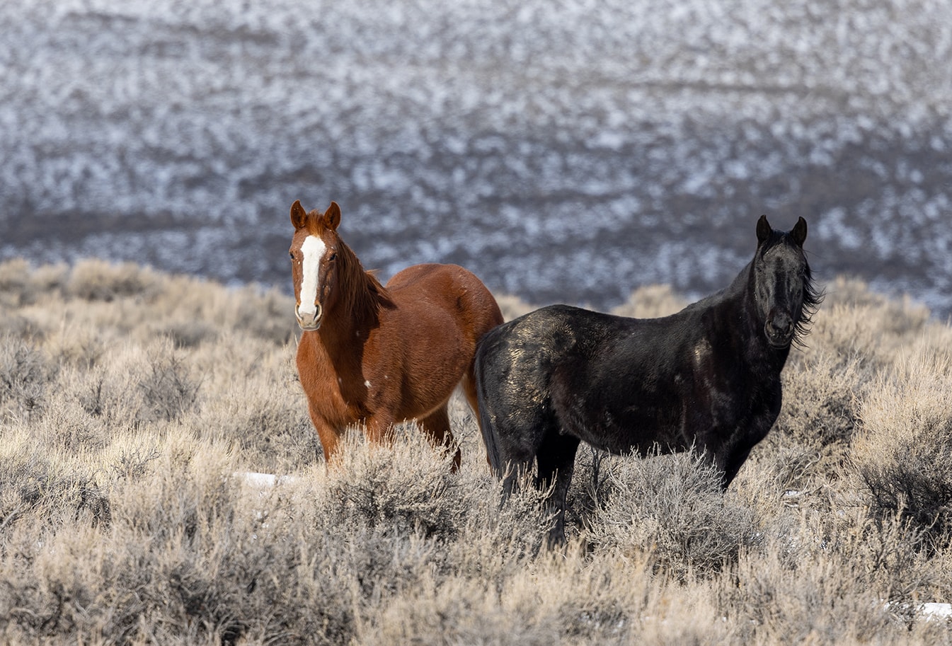 Idaho's Wild Horses are truly Idaho-Forged - Idaho-Forged