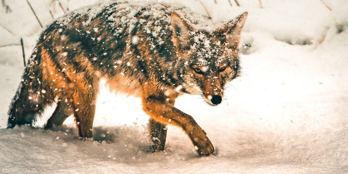 The Creation of The Nimiipuu – Idaho-Forged