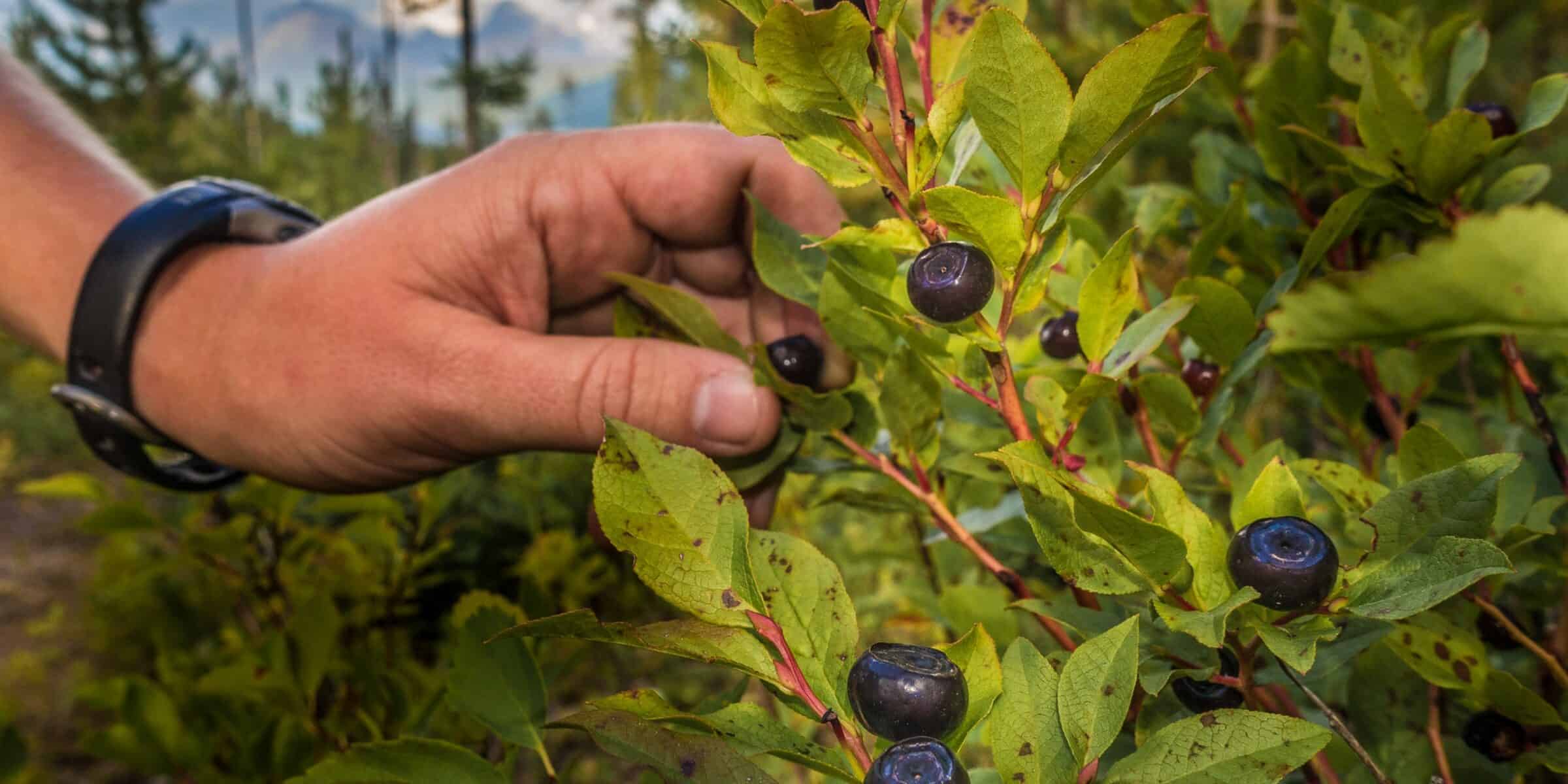 Huckleberry Hotspot: Unveiling Idaho’s Hidden Treasures – Idaho-Forged