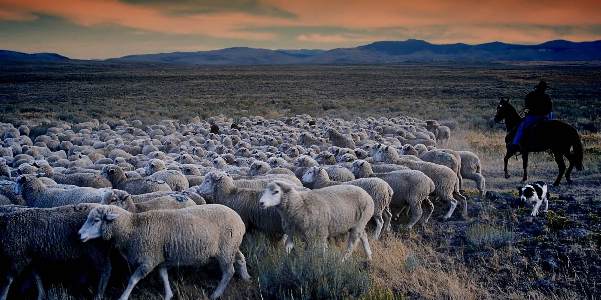 The Legacy of Basque Sheep Herding in Idaho: A Tale of Tradition, Resilience, and Culture ...